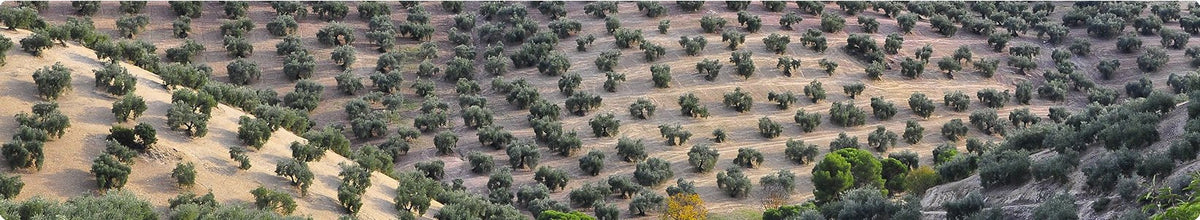 Olives & Olive Oil – Olives Et Al